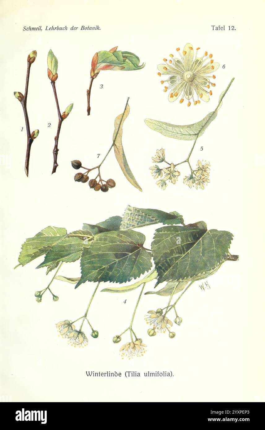 Lehrbuch der Botanik, Leipzig, Quelle & Meyer, 1911, botany, A ...