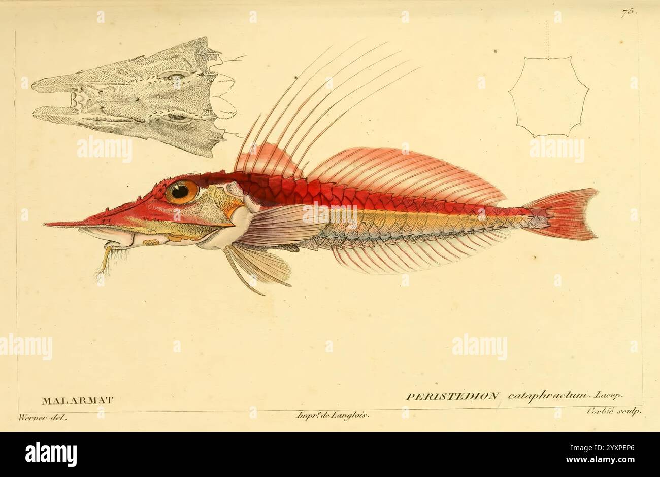 Histoire naturelle des poissons Paris Chez F G Levrault 1828-1849 ...