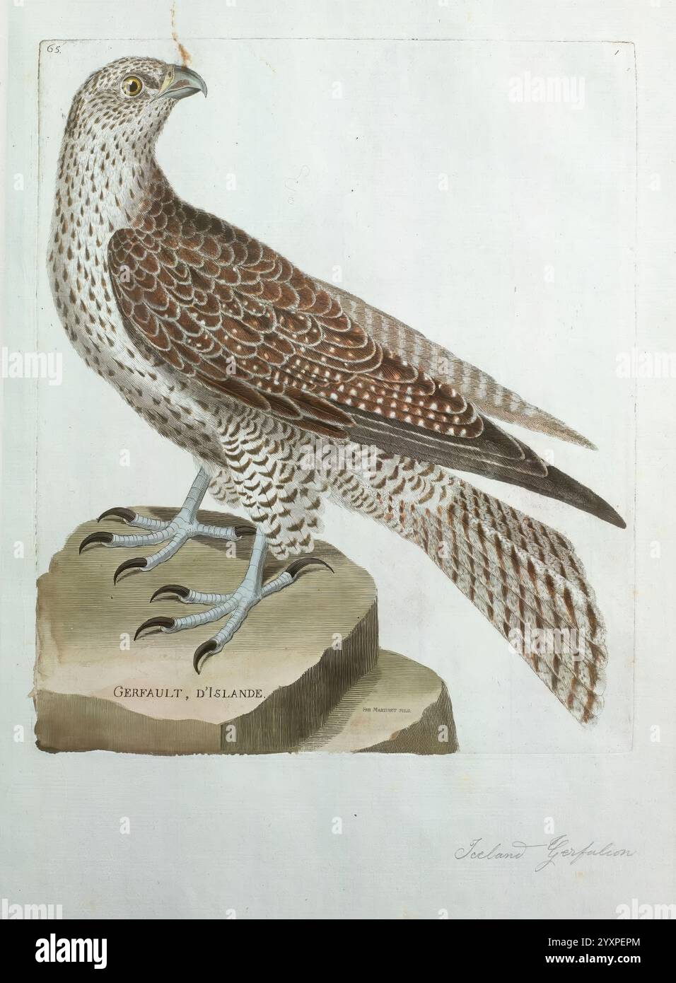 Hawks talons grip hi-res stock photography and images - Alamy