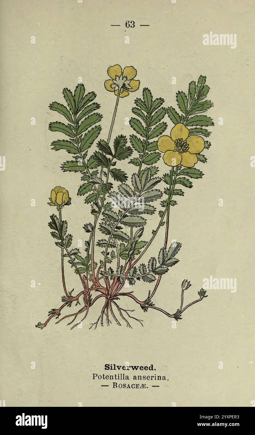 Wayside And Woodland Blossoms London F. Warne 1895 Great Britain ...