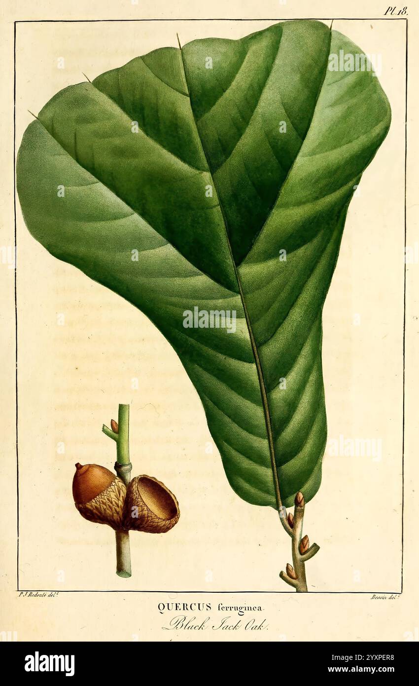 Histoire des arbres forestiers de l'Amérique septentrionale, Paris, L ...