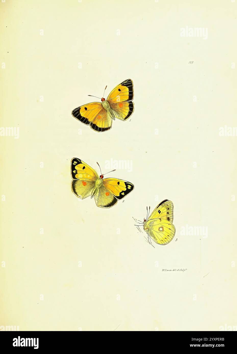 Exhibit bold patterns hi-res stock photography and images - Alamy