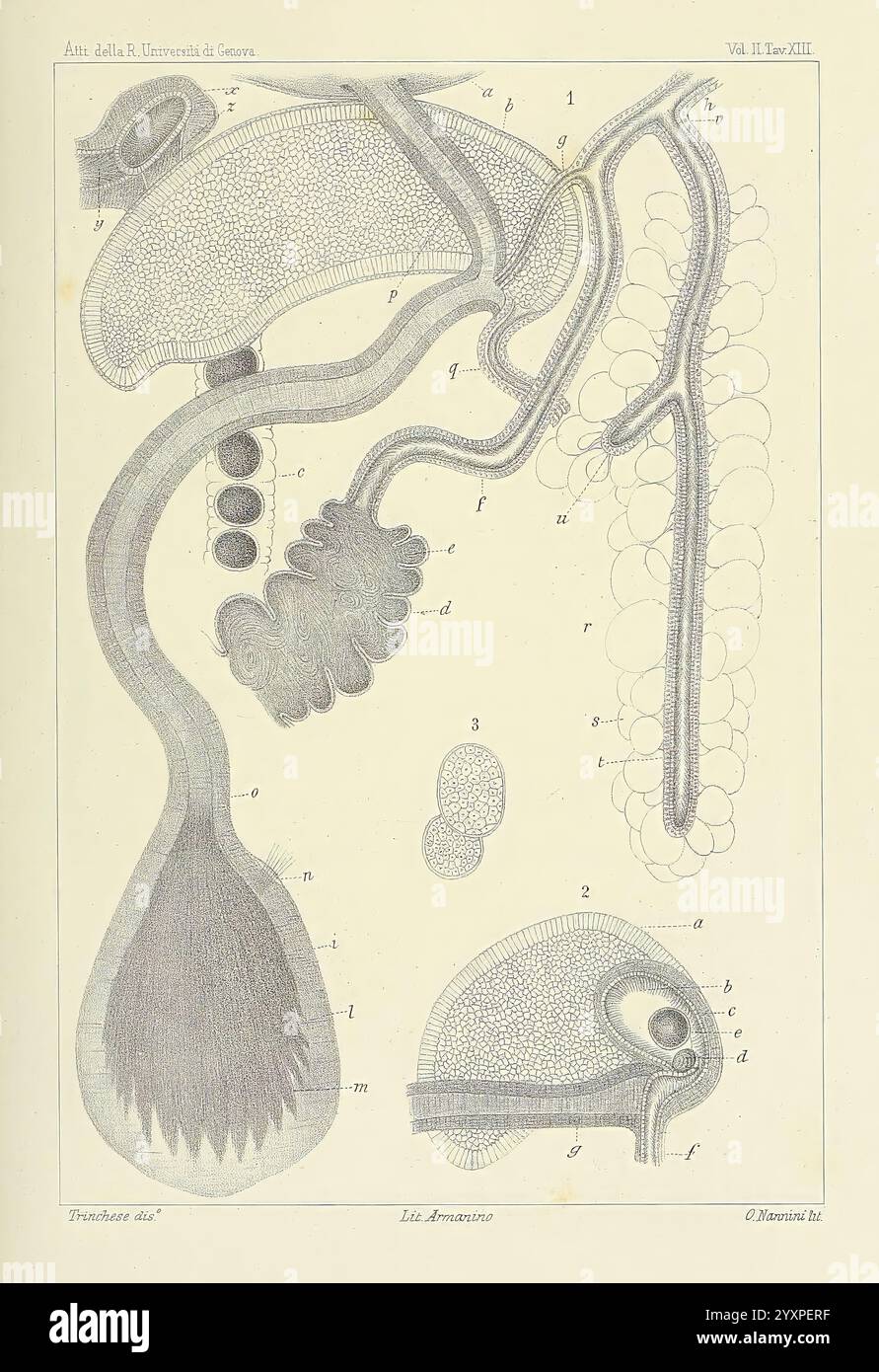 Æolididae, families, port, Genova, Bologna, Tipi Gamberini e ...