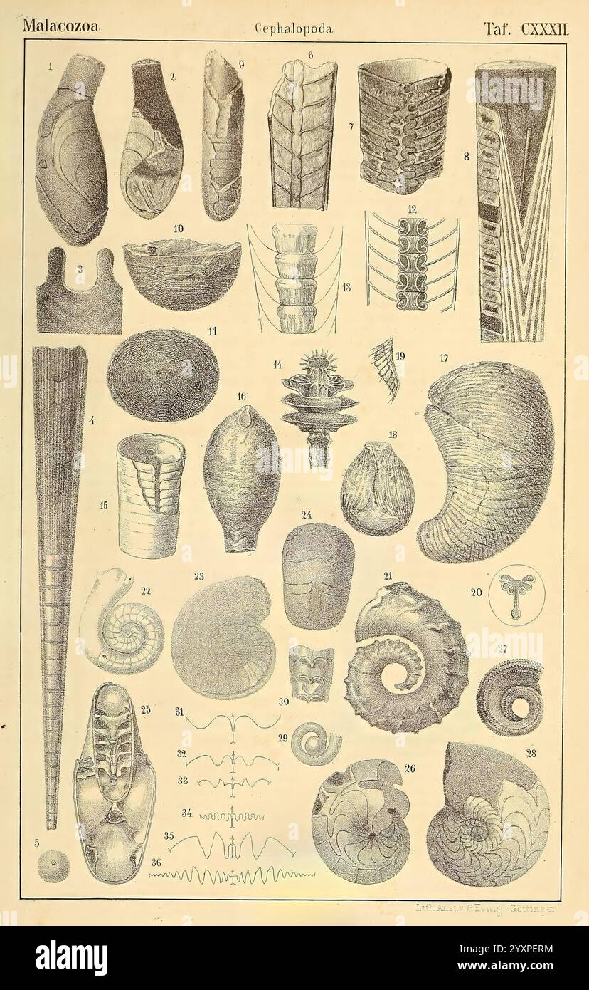 Various cephalopod shells hi-res stock photography and images - Alamy