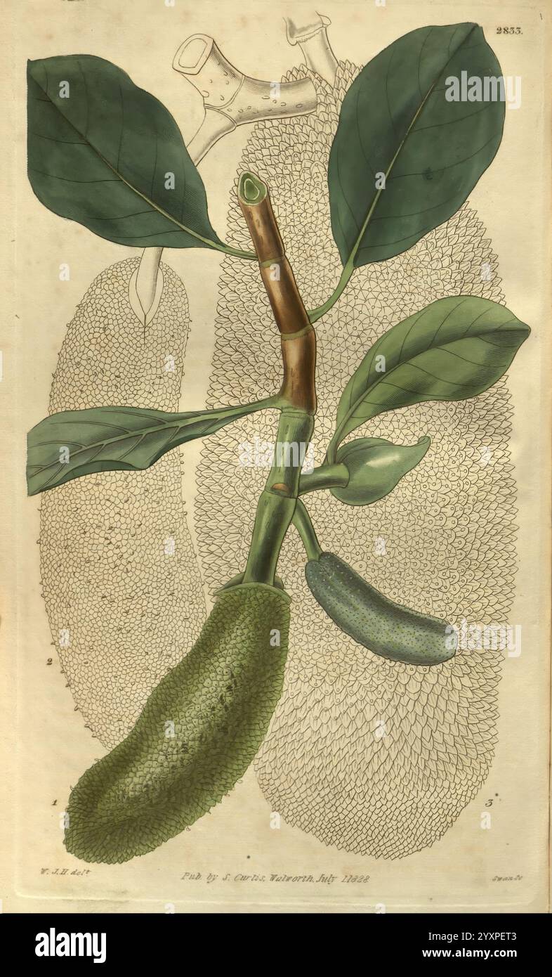 Curtis's Botanical Magazine, London, New York, botanical illustration ...