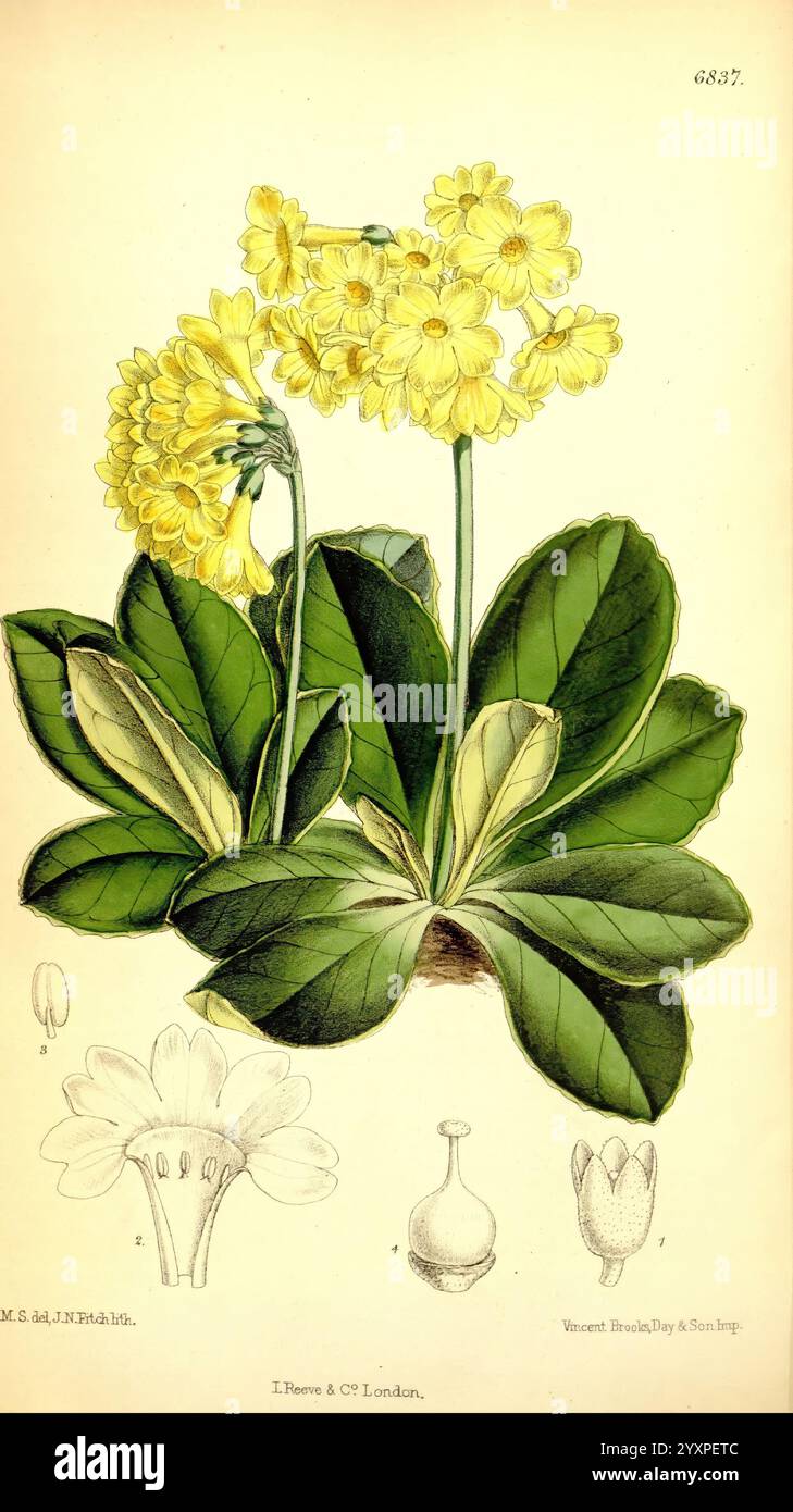 Curtis's Botanical Magazine London, New York Botanical Illustration ...
