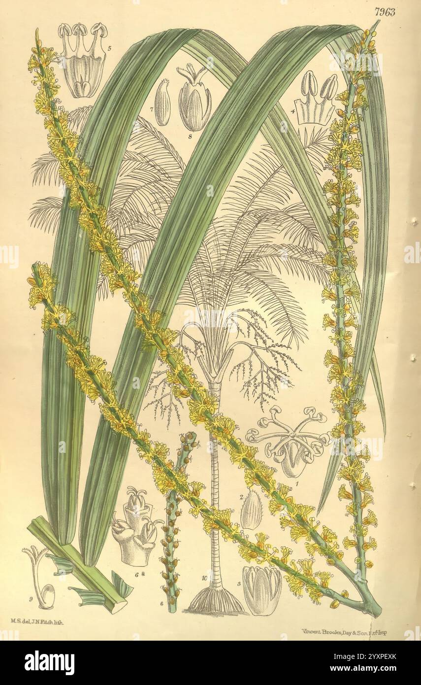Curtis's Botanical Magazine London, New York botanical illustration ...