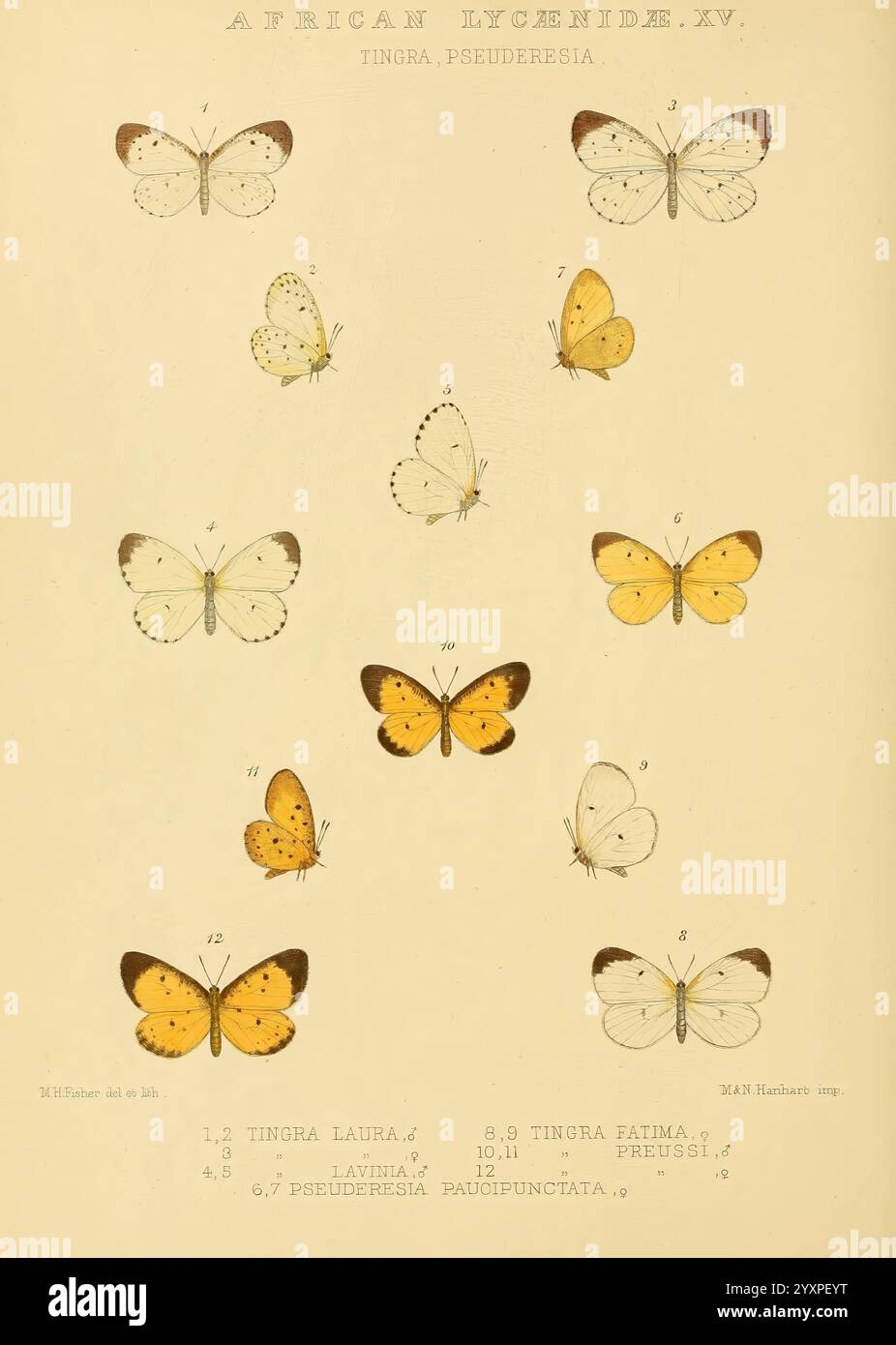 Rhopalocera Exotica London Gurney Jackson 1887-1902 butterflies ...