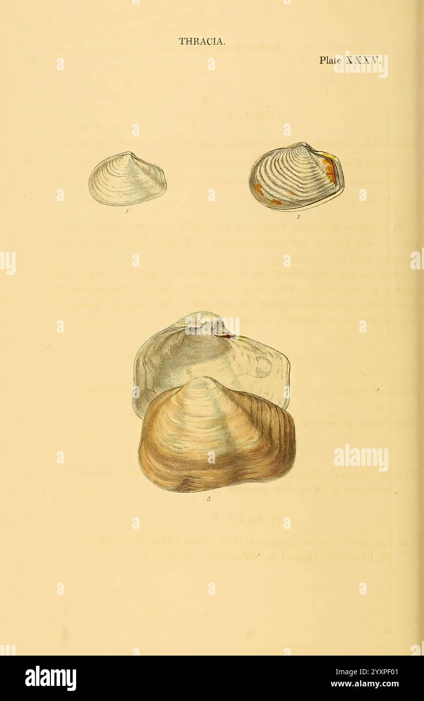 Shell displays unique coloration hi-res stock photography and images ...