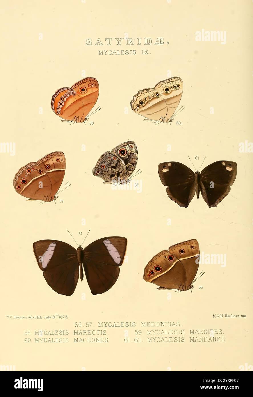Illustrations of New Species of Exotic Butterflies, London, John Van ...