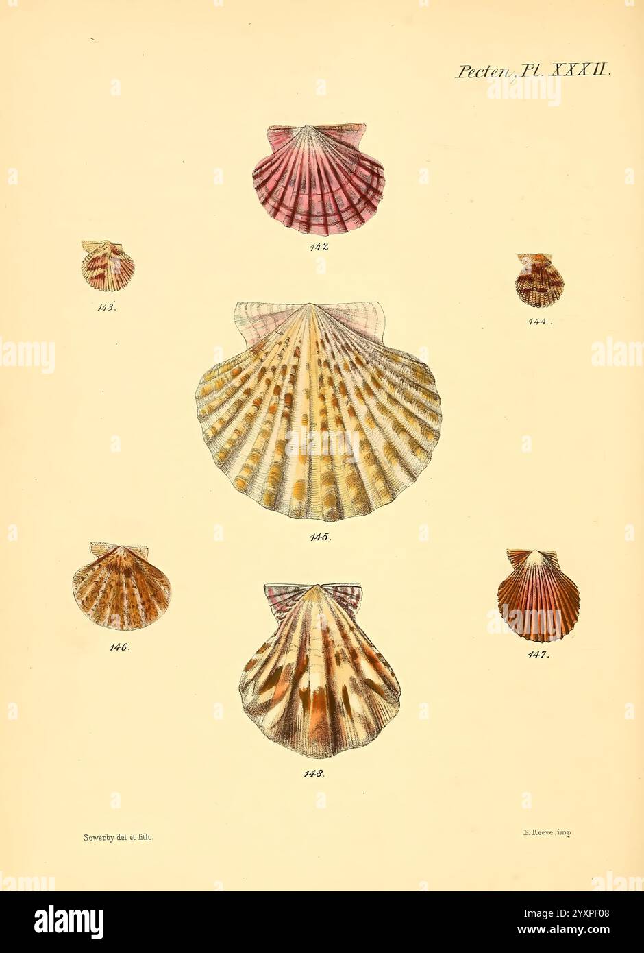 Conchologia iconica, or Illustrations of the shells of molluscous ...