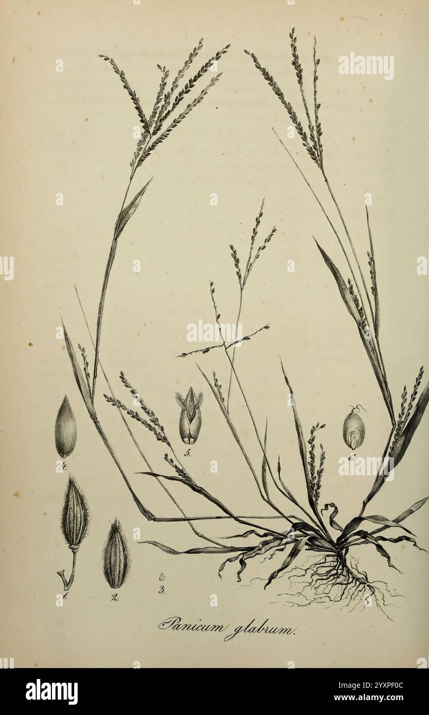 Panicum glabrum hi-res stock photography and images - Alamy