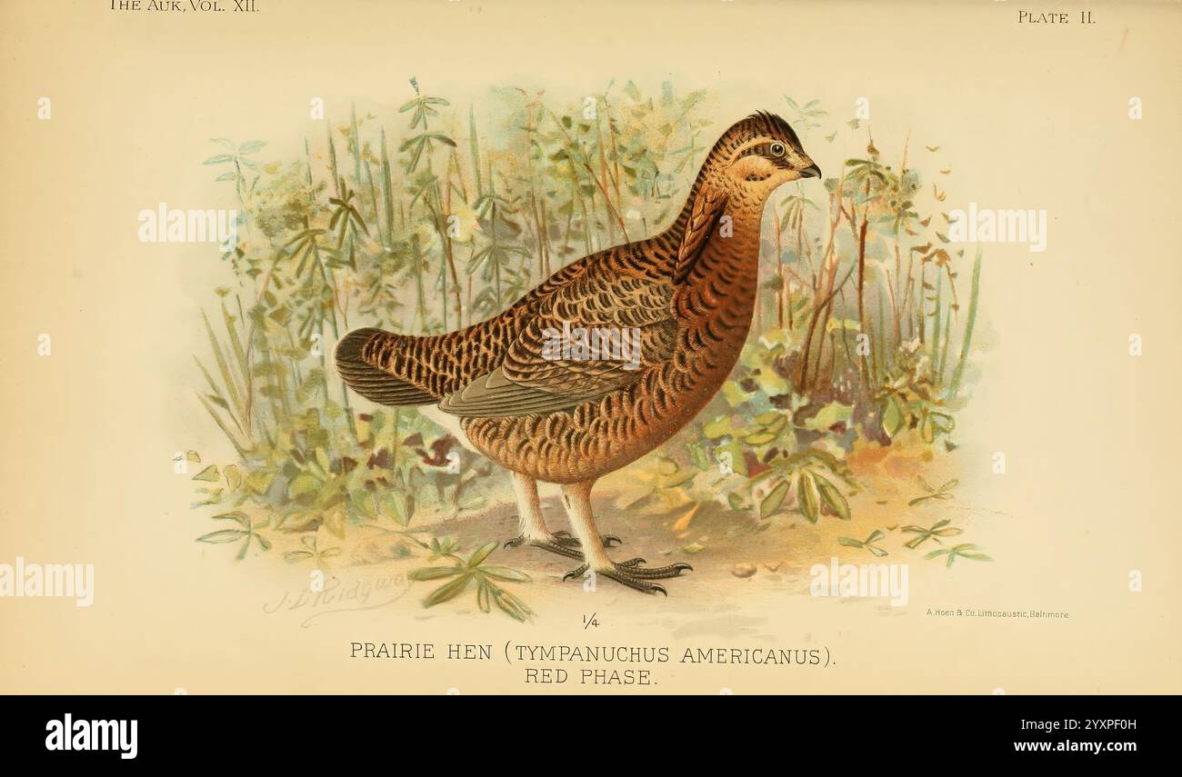 The Auk, Washington, D.C, American Ornithologists' Union, 1884, birds ...