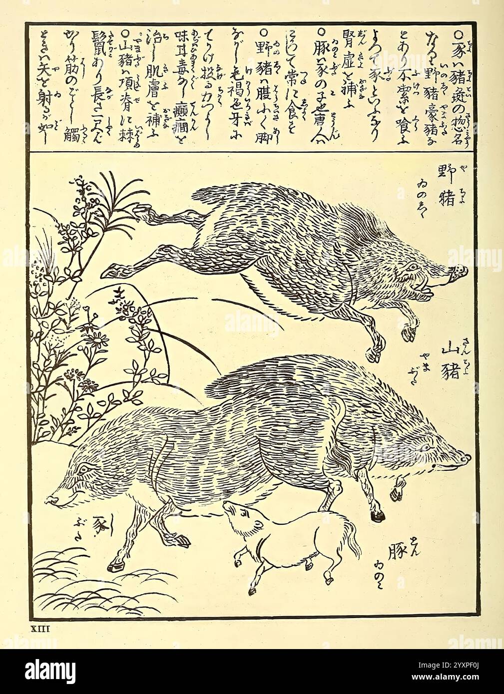 Stylized script complements hi-res stock photography and images - Alamy