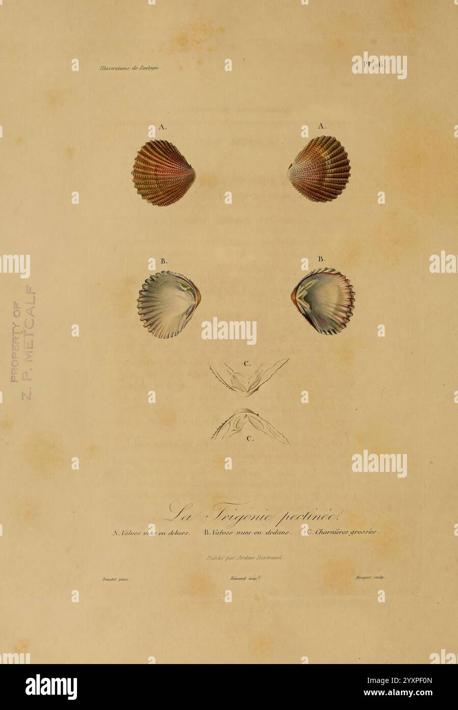 Illustrations de zoologie, Paris, A. Bertrand [1832-35?], pictorial ...