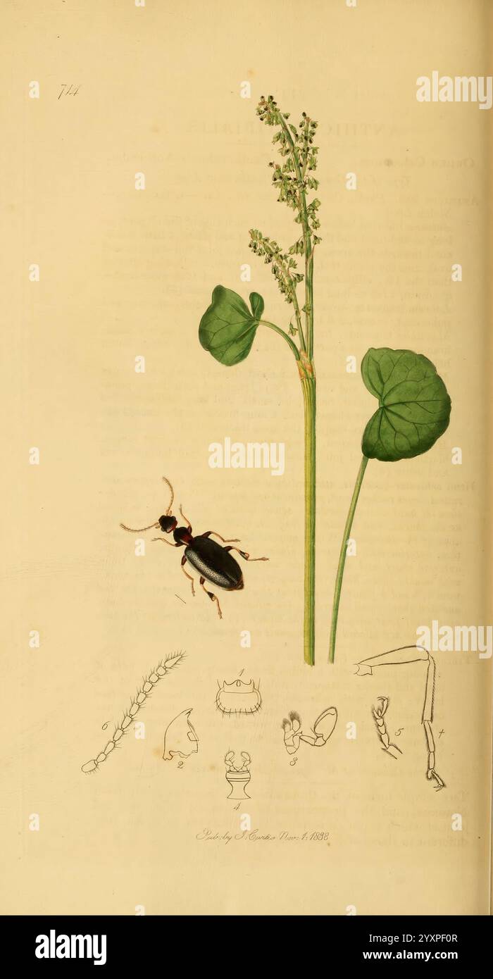 British entomology, v.2 London, Printed for the author 1823-40, botany ...