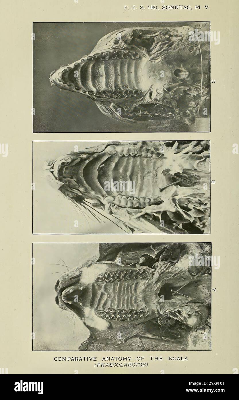Koalas mandible hi-res stock photography and images - Alamy