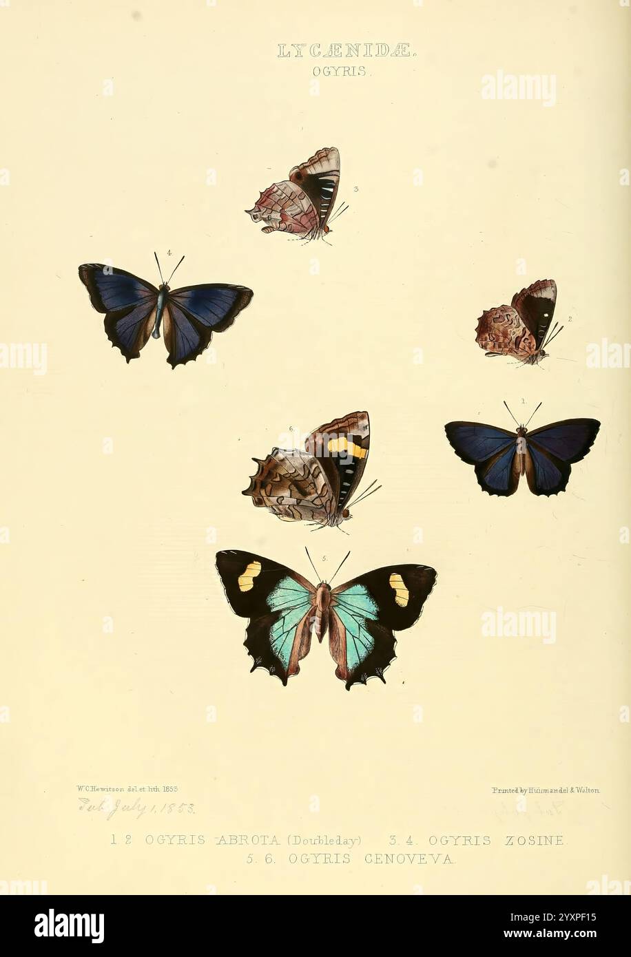 Illustrations of new species of exotic butterflies London, John Van ...