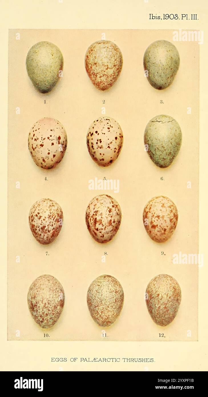 Speckling patterns hi-res stock photography and images - Alamy