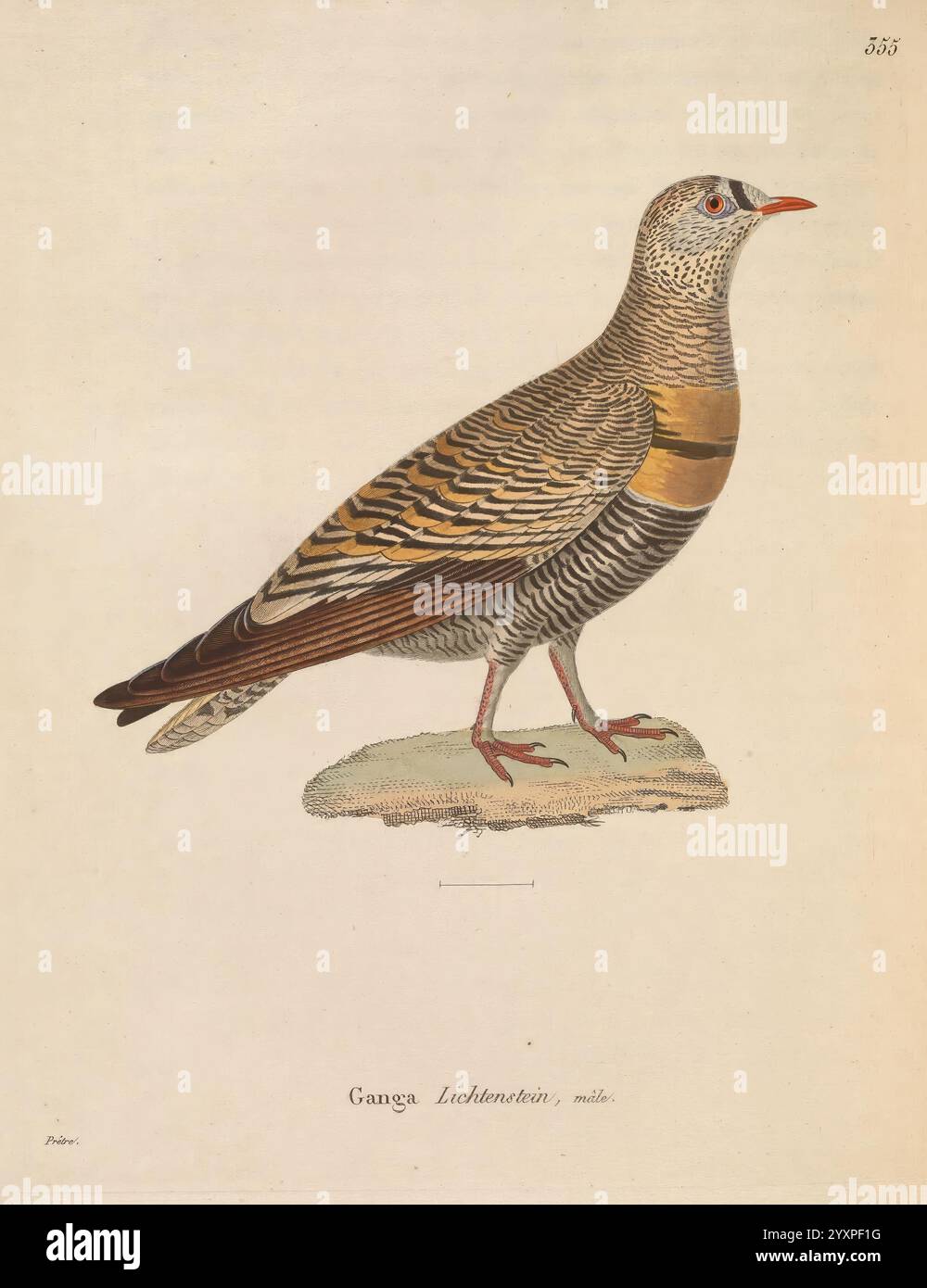 Ganga lichtenstein hi-res stock photography and images - Alamy