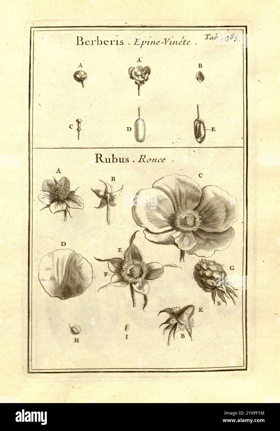 Joseph Pitton de Tournefort, Institutiones rei herbariae, Parisiis, E Typographia Regia, 1700 ...