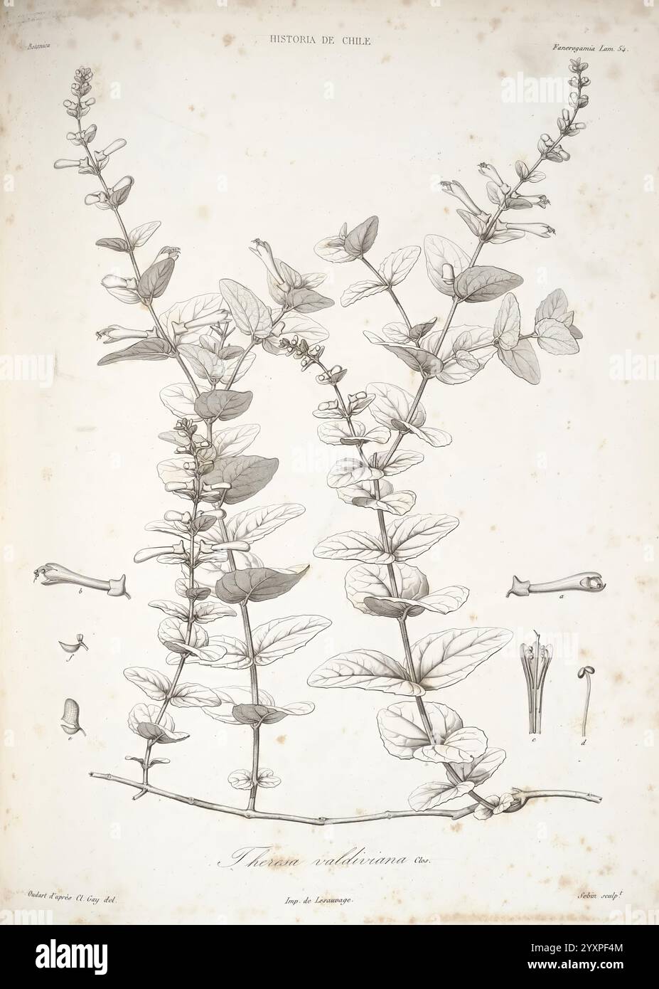 Polemonium chilense hi-res stock photography and images - Alamy