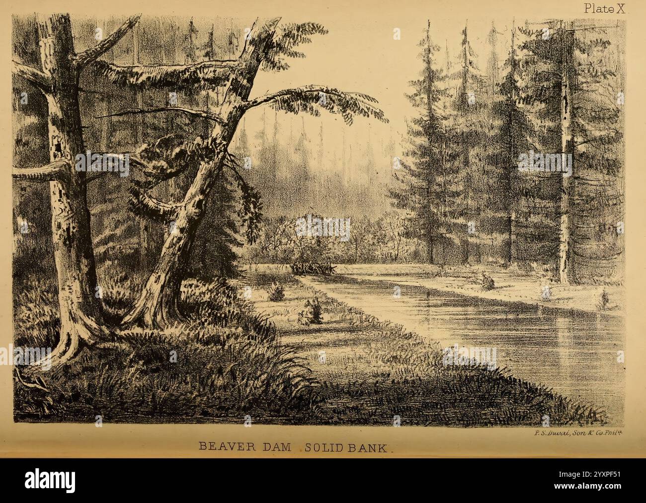 The American Beaver and his works 1868 Beavers Woods Hole, A detailed ...