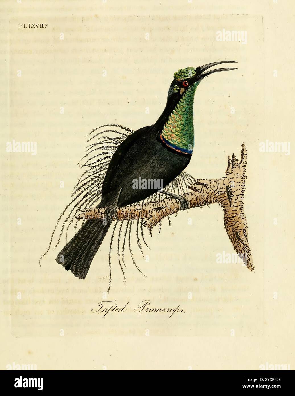 Throat features iridescent feathers hi-res stock photography and images ...