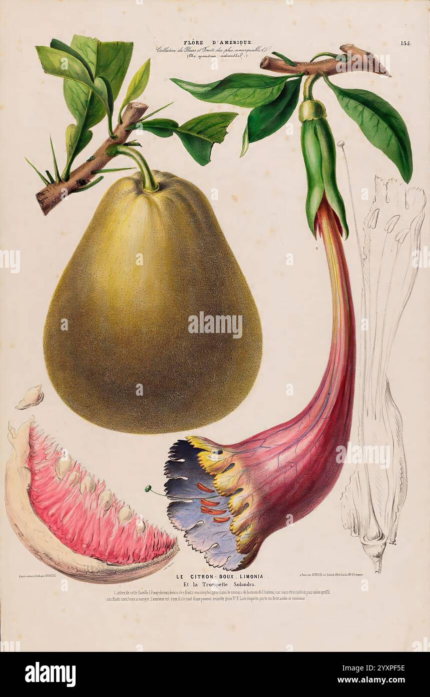 Pear shaped fruit prominently displayed hi-res stock photography and ...