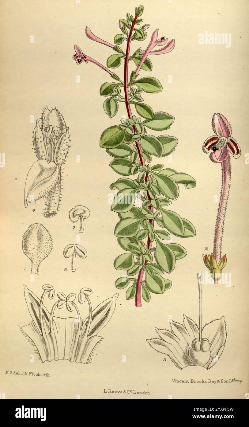 Science matilda smith flowers hi-res stock photography and images - Alamy