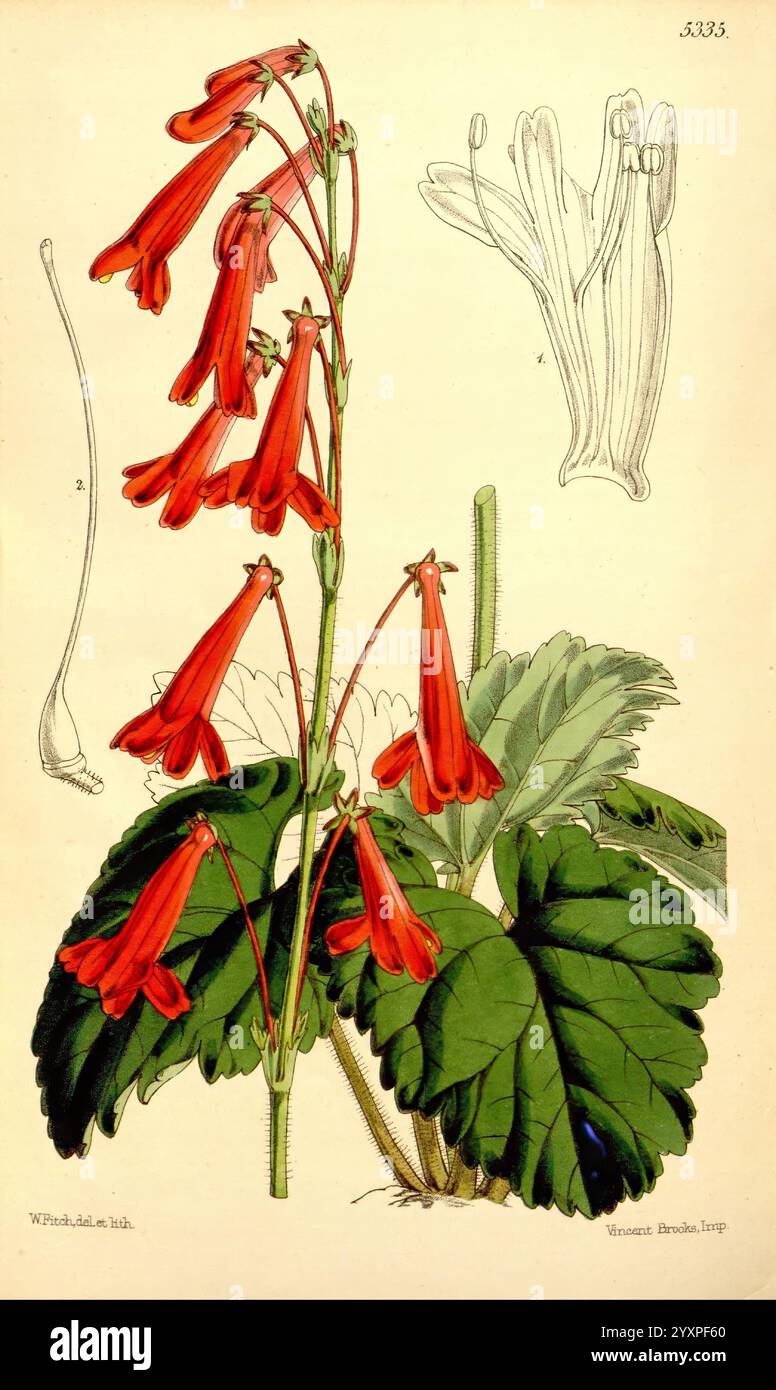 Curtis's Botanical Magazine London New York etc. botanical illustration ...