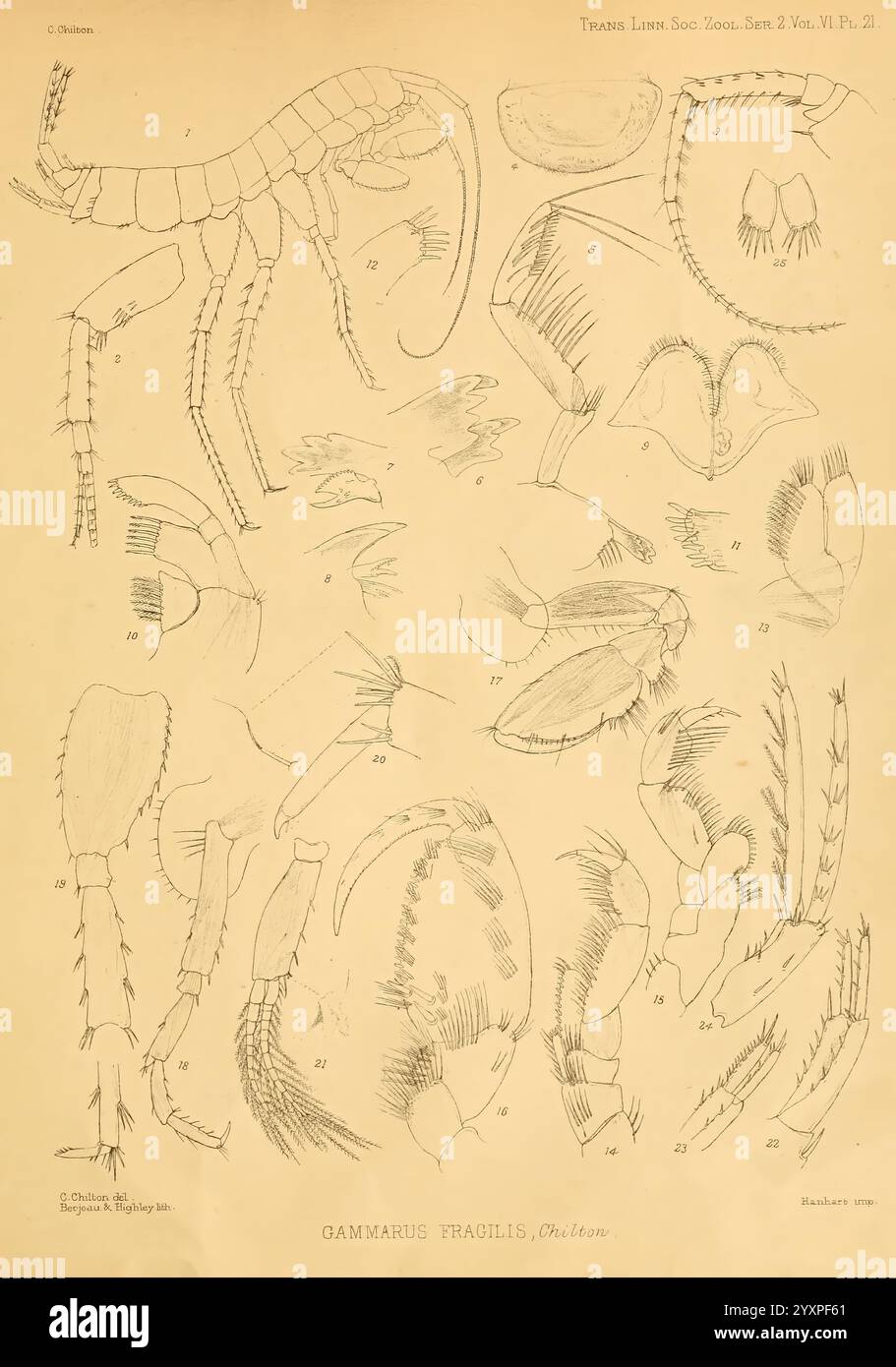 The subterranean crustacea of New Zealand, London, Linnean Society ...