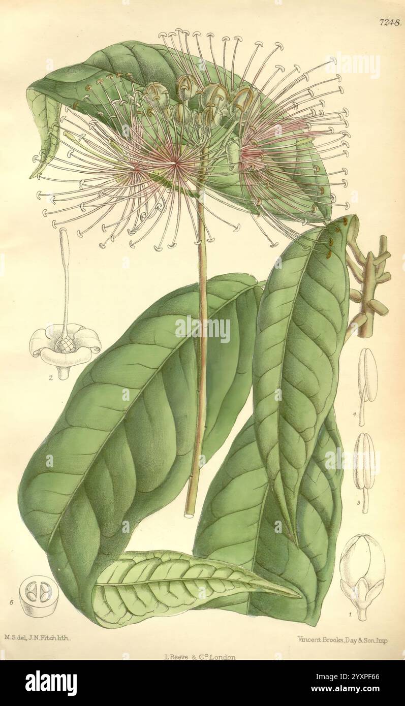 Curtis's Botanical Magazine, London, New York, botanical illustration ...