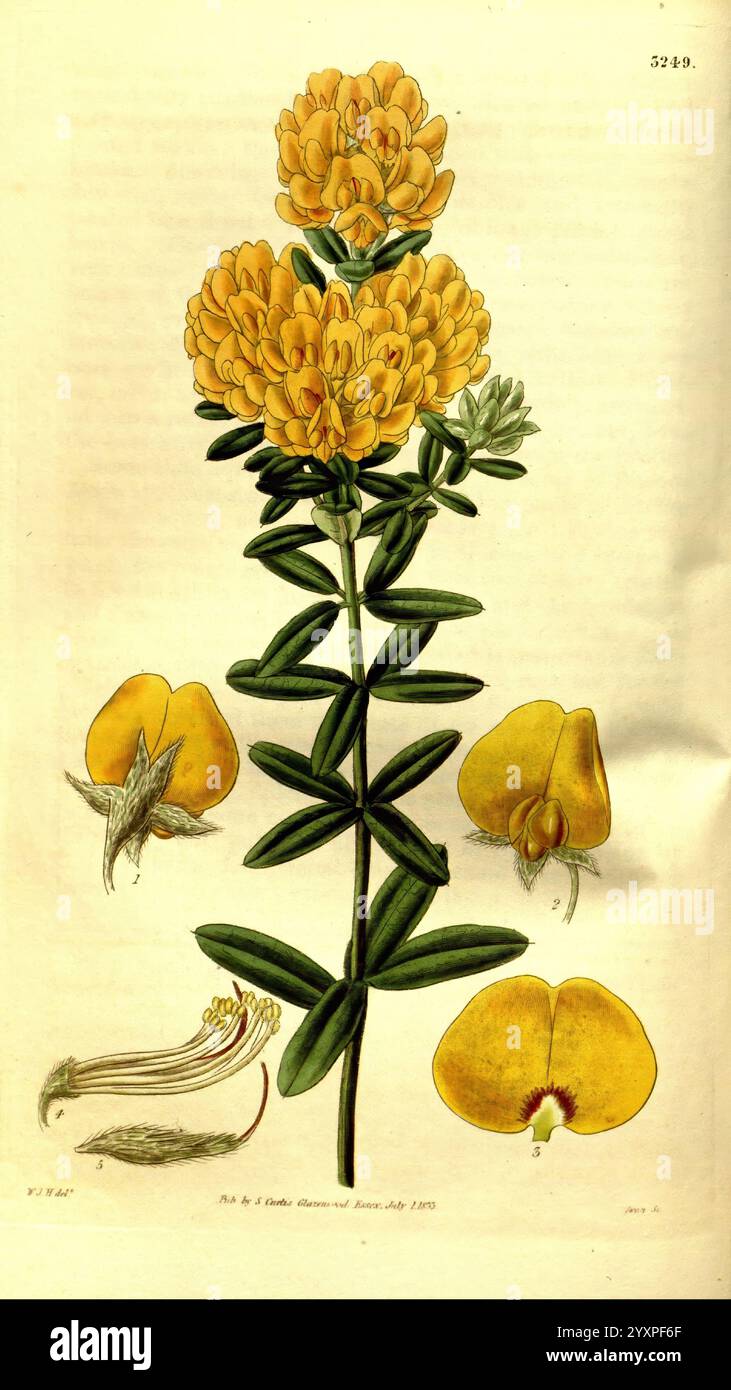 Curtis's Botanical Magazine, London, New York, botanical illustration ...