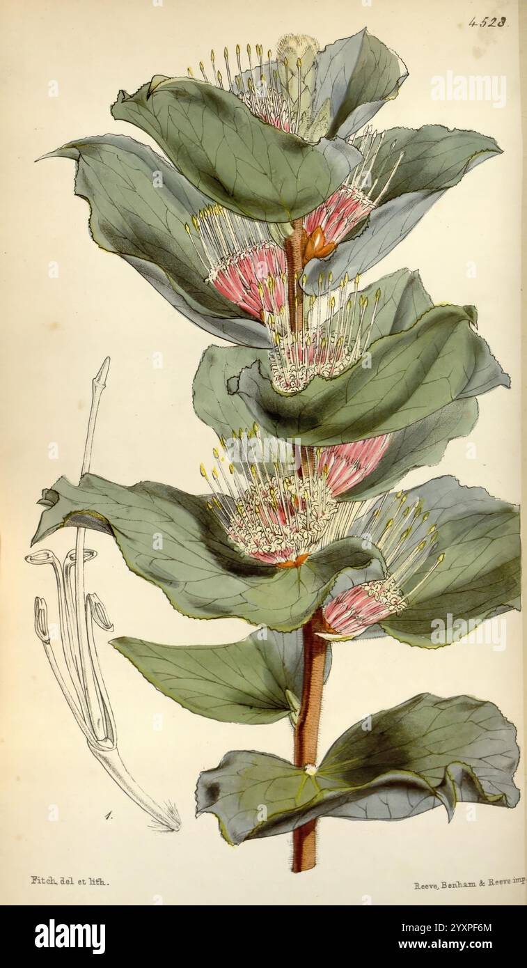 Feature white filaments hi-res stock photography and images - Alamy