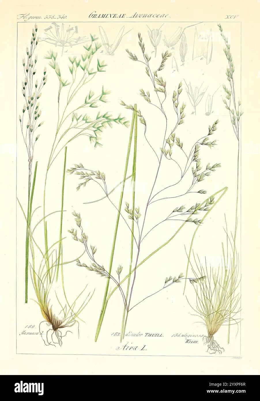 Tufted grasses emerging hi-res stock photography and images - Alamy