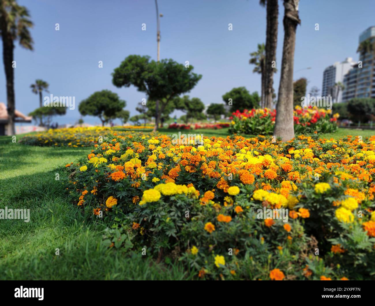 Flower garden of various colors in a popular park in the city of Lima ...