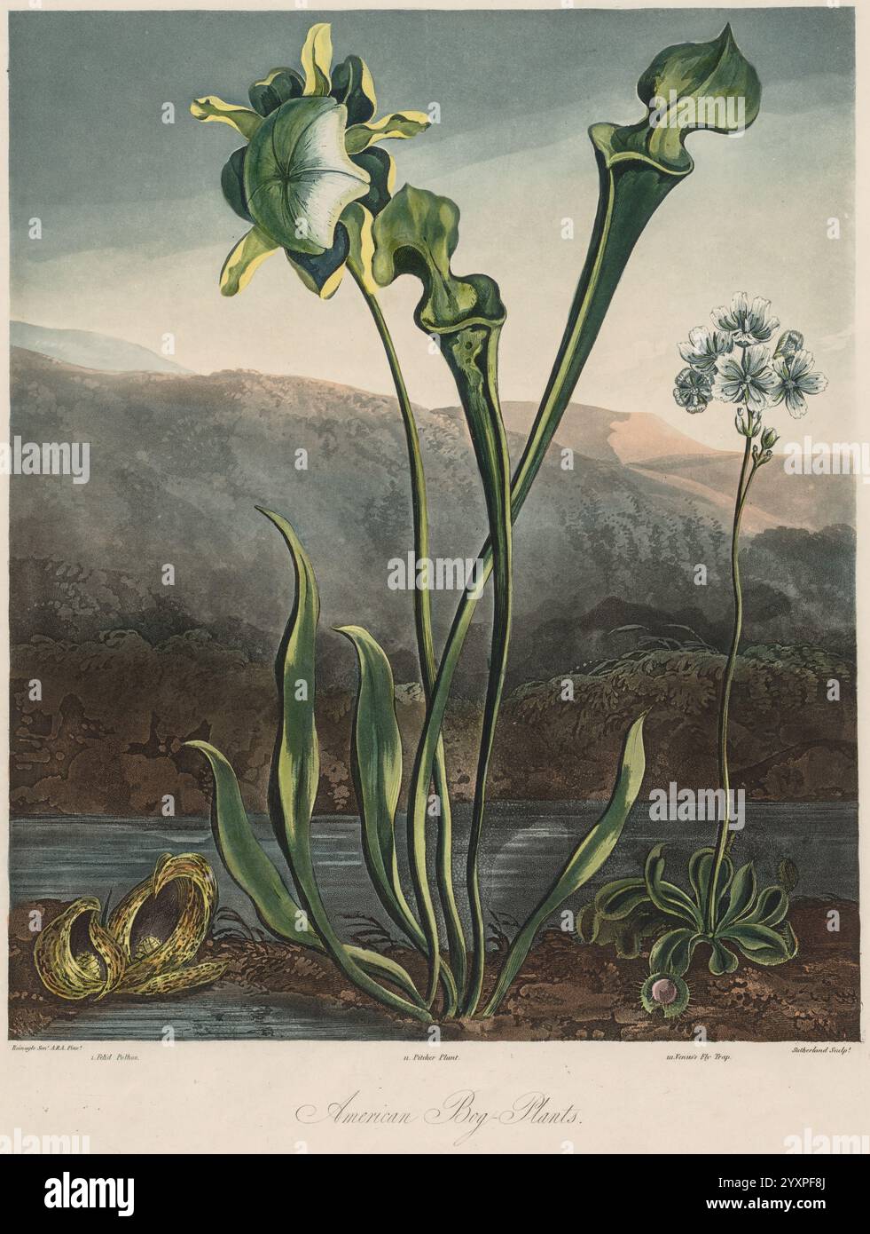 Antique Vintage Color Drawing of Botanical Stock Photo - Alamy