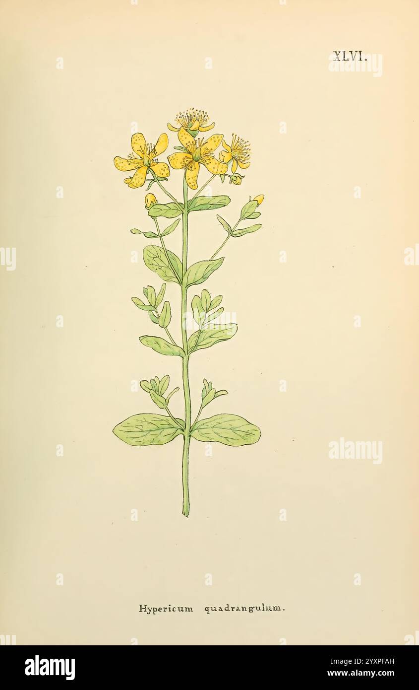 Botanical specimen labeled hi-res stock photography and images - Alamy