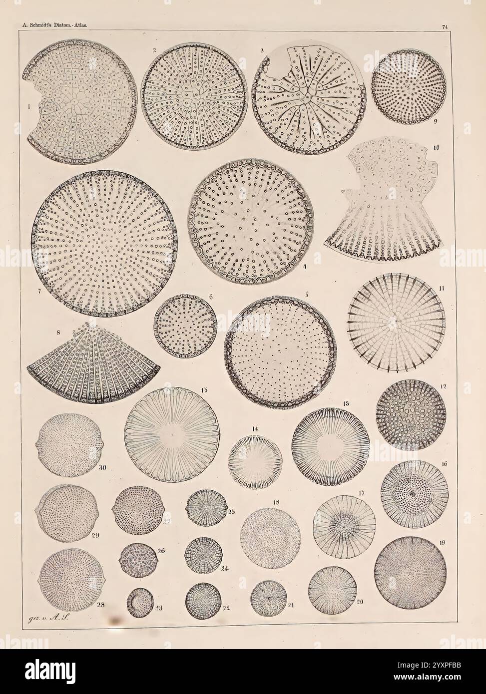 Illustrated microscopic views hi-res stock photography and images - Alamy