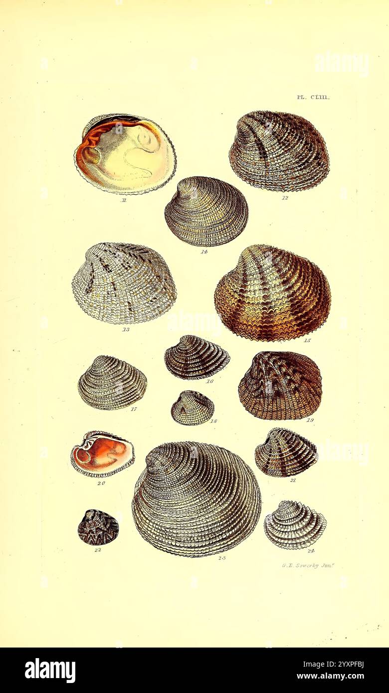 Natural artistry in marine forms hi-res stock photography and images ...