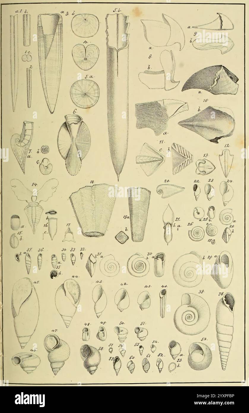 Handbuch der Petrefaktenkunde Tübingen H. Laupp 1852 fossils ...