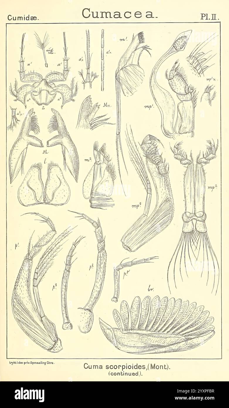 Species cuma scorpioides hi-res stock photography and images - Alamy