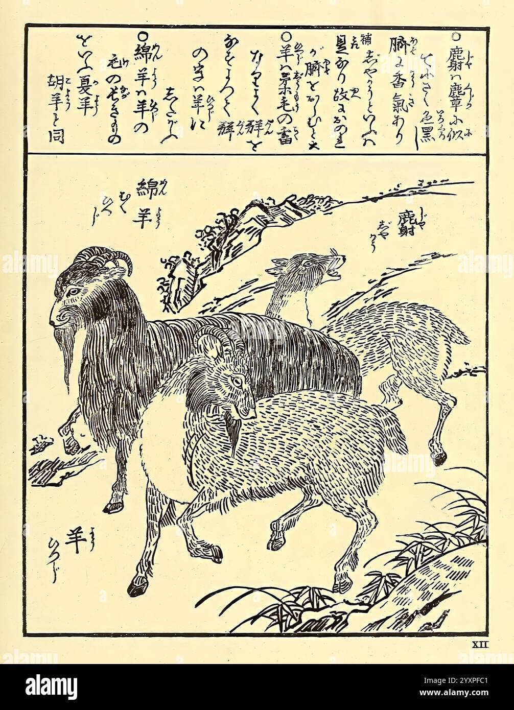 Three goats depicted hi-res stock photography and images - Alamy