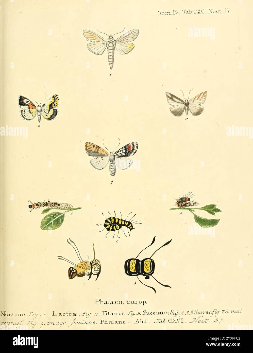 Lepidoptera pictorial works wings hi-res stock photography and images ...