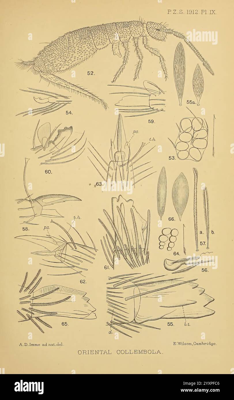 Specialized body structures hi-res stock photography and images - Alamy