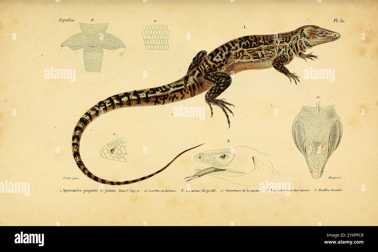 Figure vi illustrates hi-res stock photography and images - Alamy