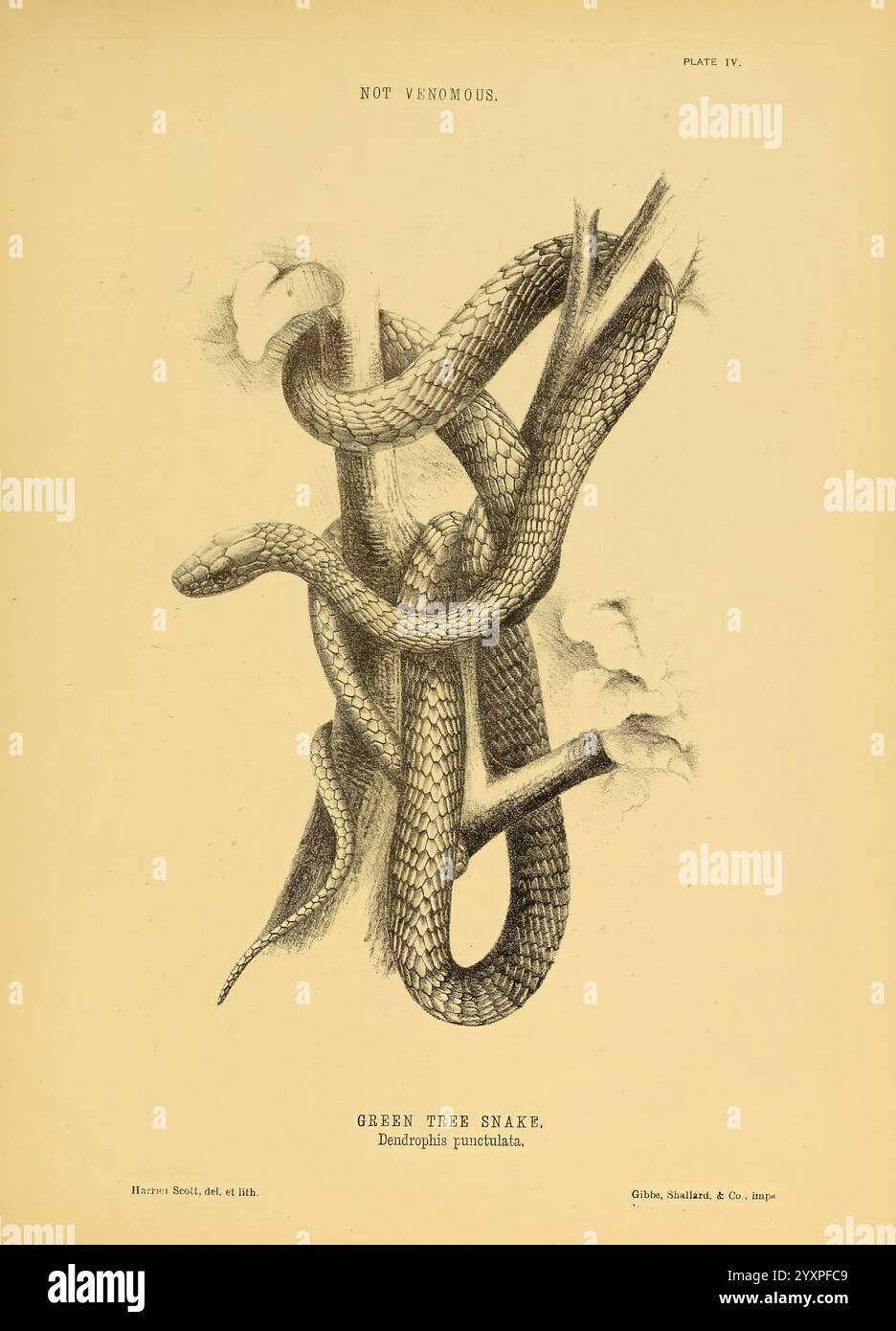 The snakes of Australia Sydney, T. Richards, Government Printer, 1869 ...