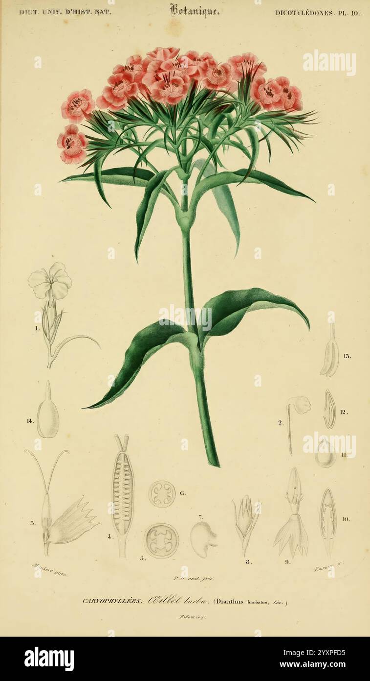 Dictionnaire universel d'histoire naturelle, v. 3 1849, Atlas Zoologie ...