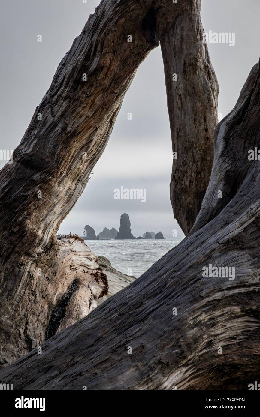 WA28001-00...WASHINGTON - Looking off-shore seastacks and islands thru ...